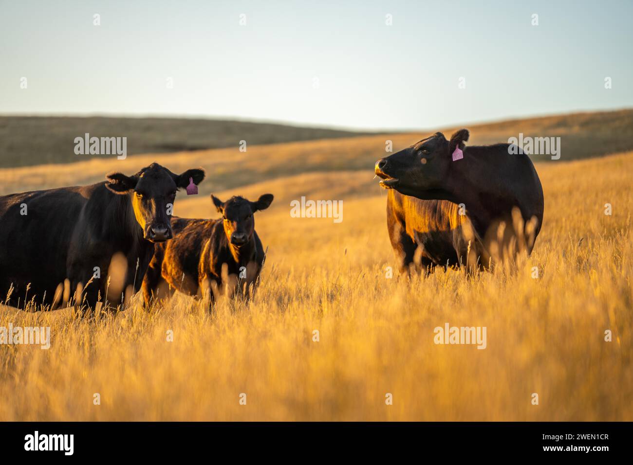 Stud Angus cows in a field free range beef cattle on a farm. Portrait ...