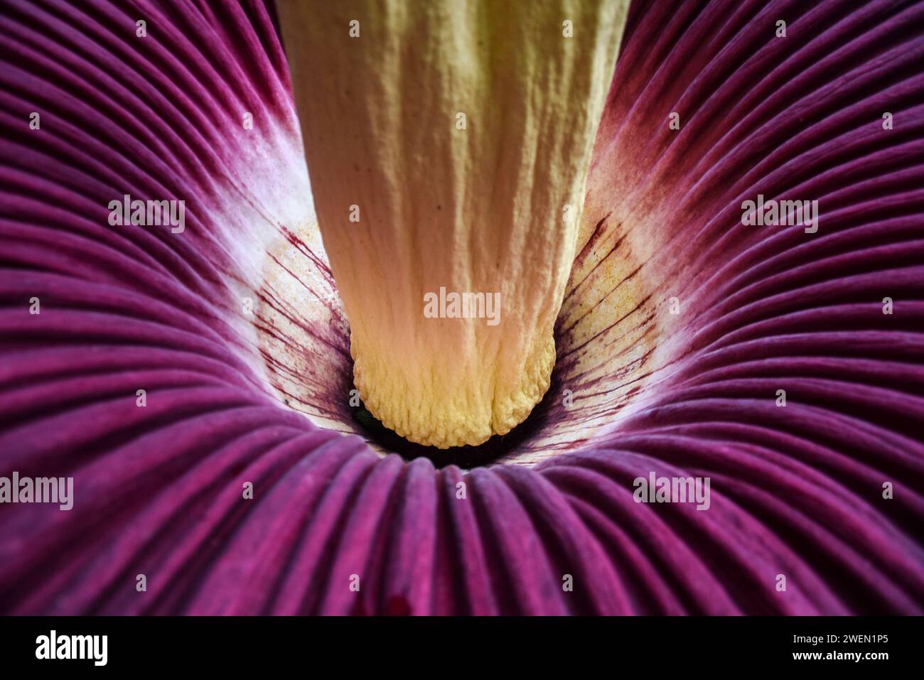 Bandung, West Java, Indonesia. 26th Jan, 2024. The giant corpse flower ...