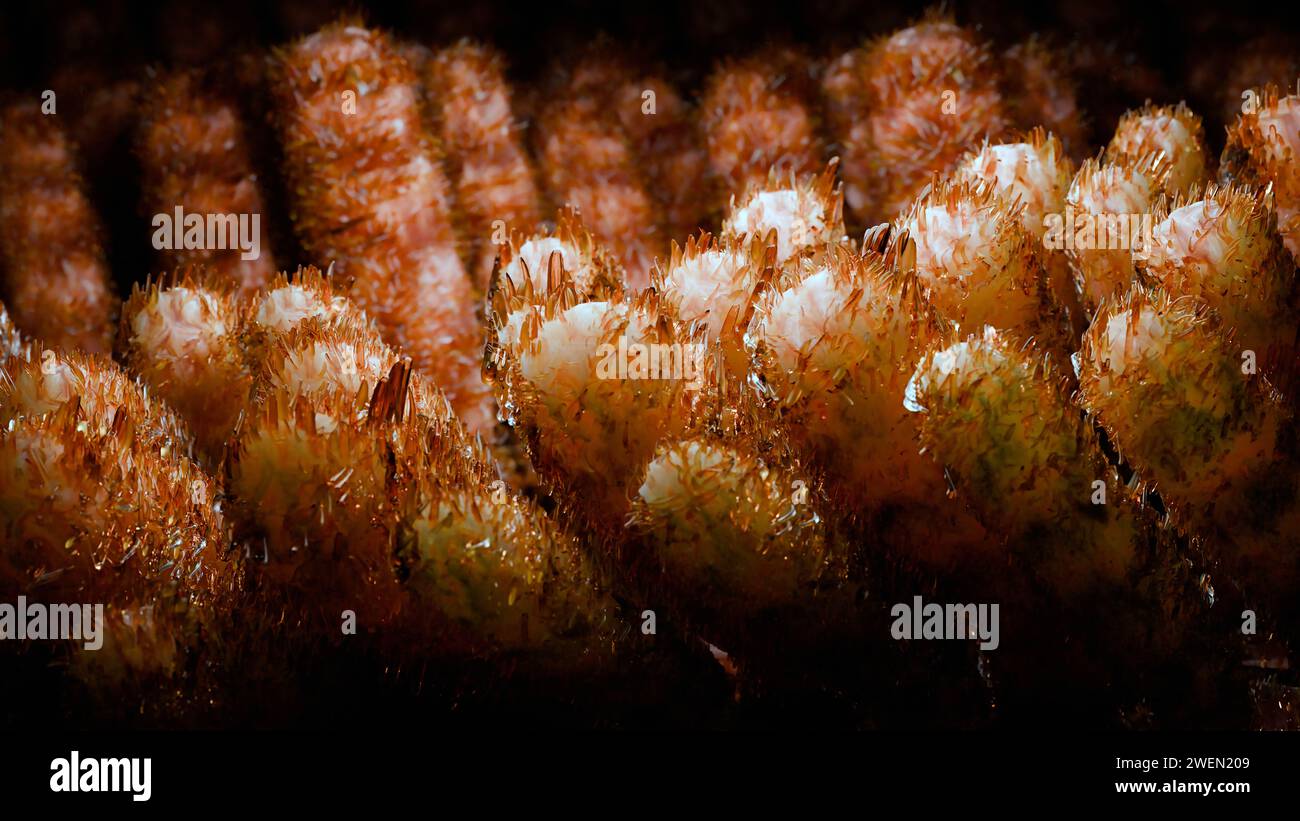 intestinal villi, Red microvilli in a intestinal tract. close-up ...