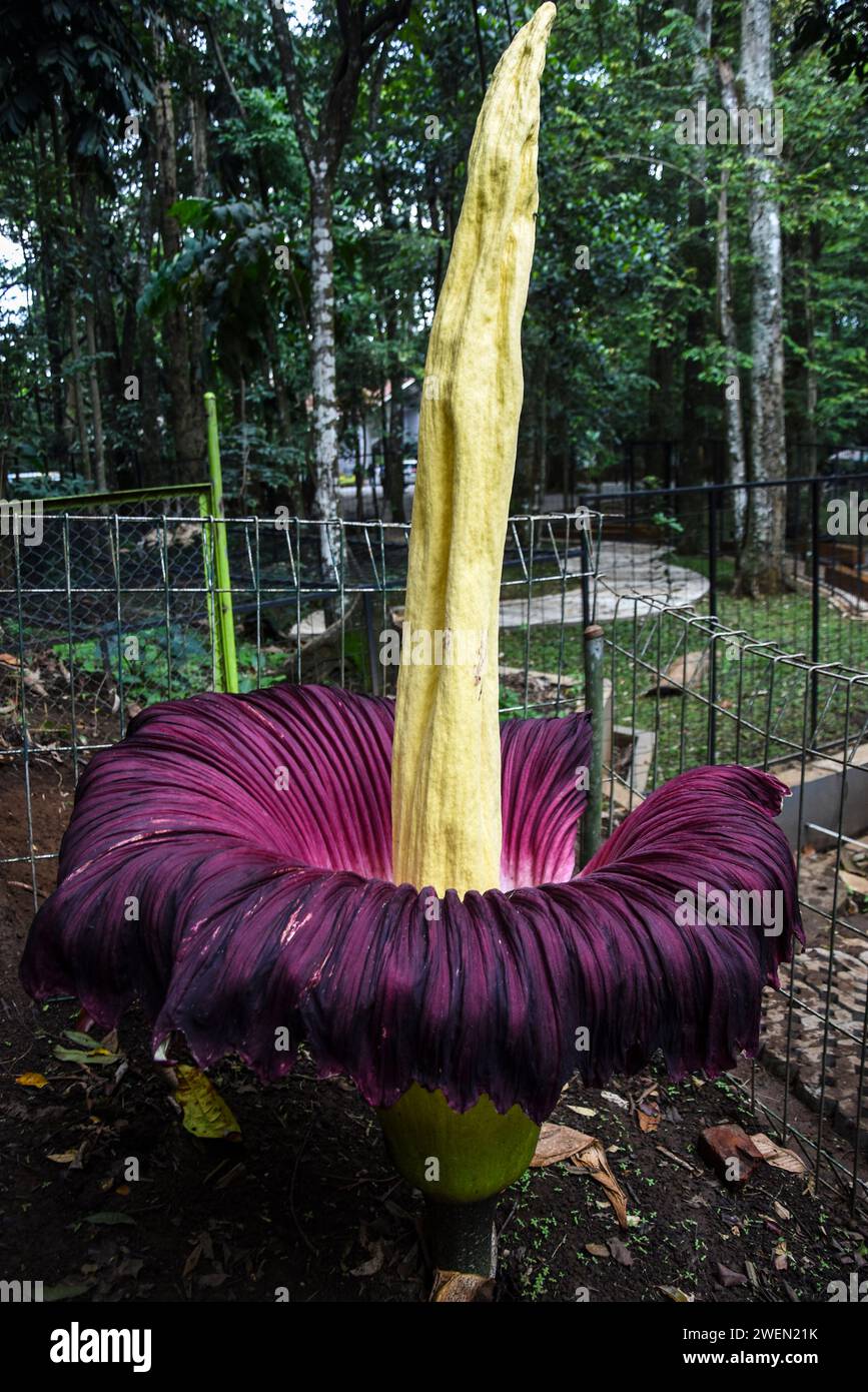 Bandung, West Java, Indonesia. 26th Jan, 2024. The giant corpse flower ...