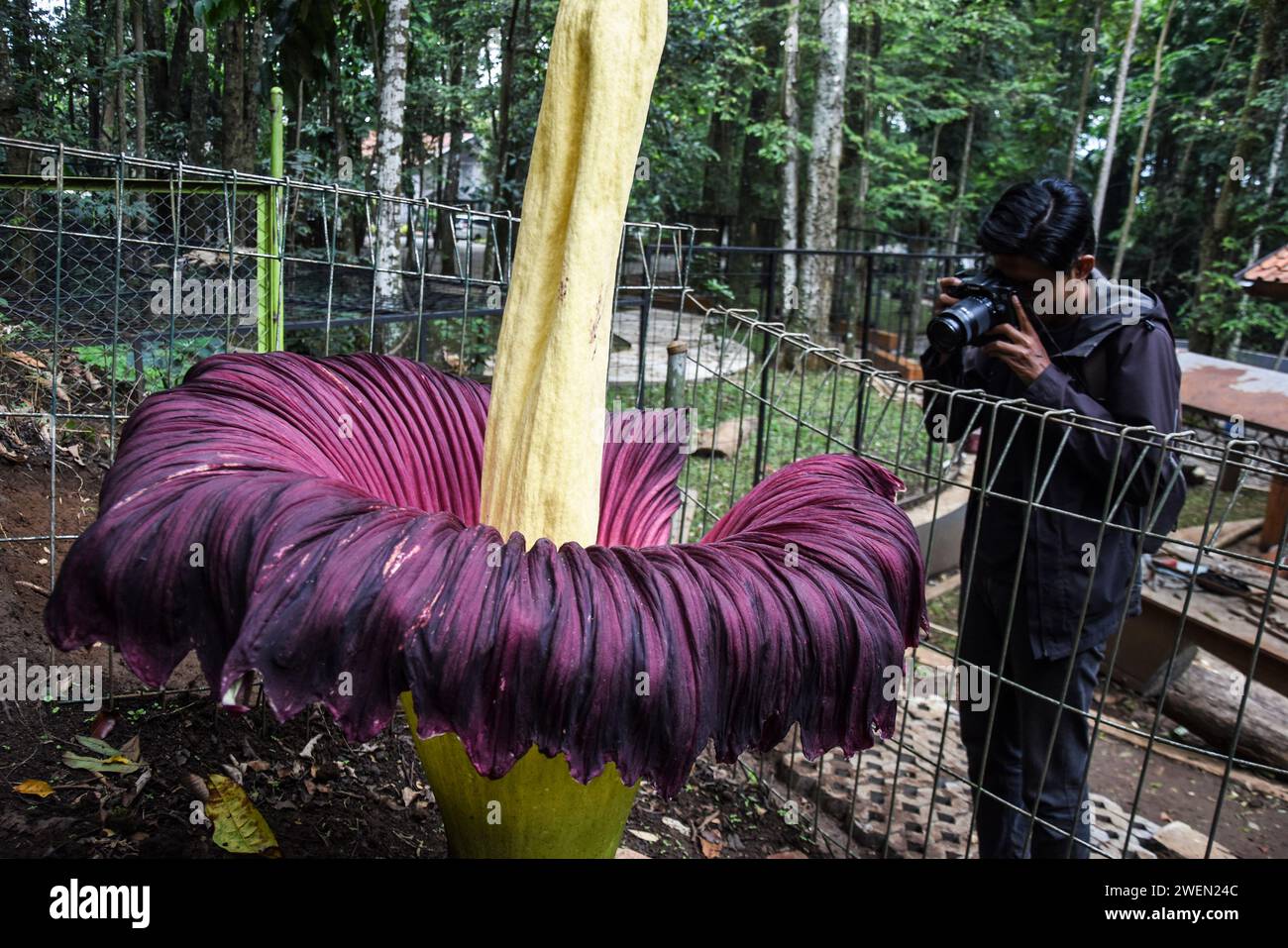 Bandung, West Java, Indonesia. 26th Jan, 2024. A photojournalist took a ...
