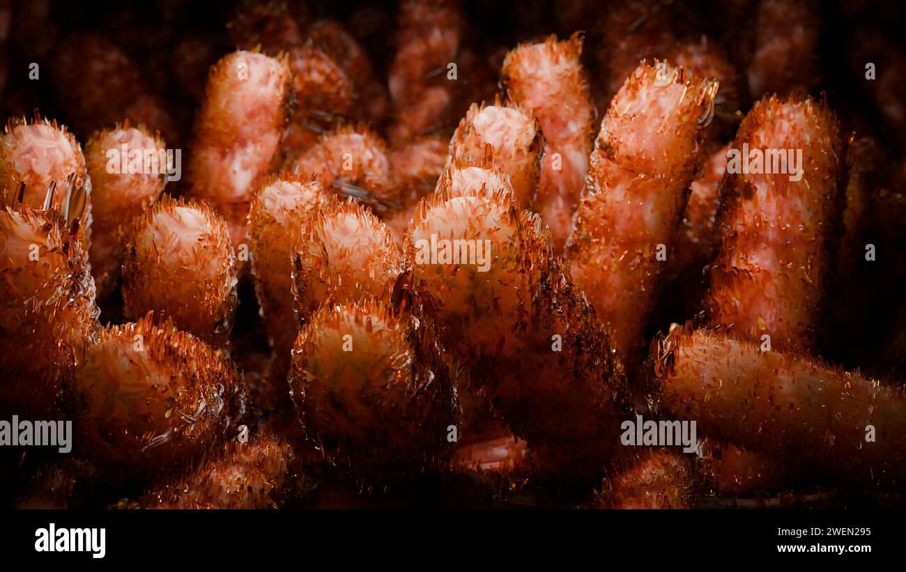Jejunum histology hi-res stock photography and images - Alamy