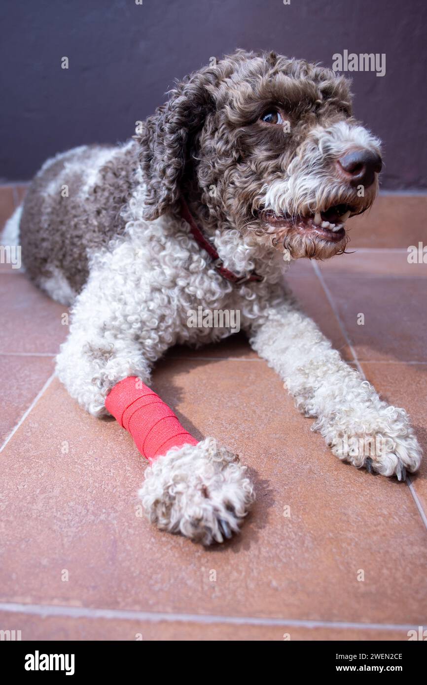 injured dog with bandaged leg Stock Photo - Alamy
