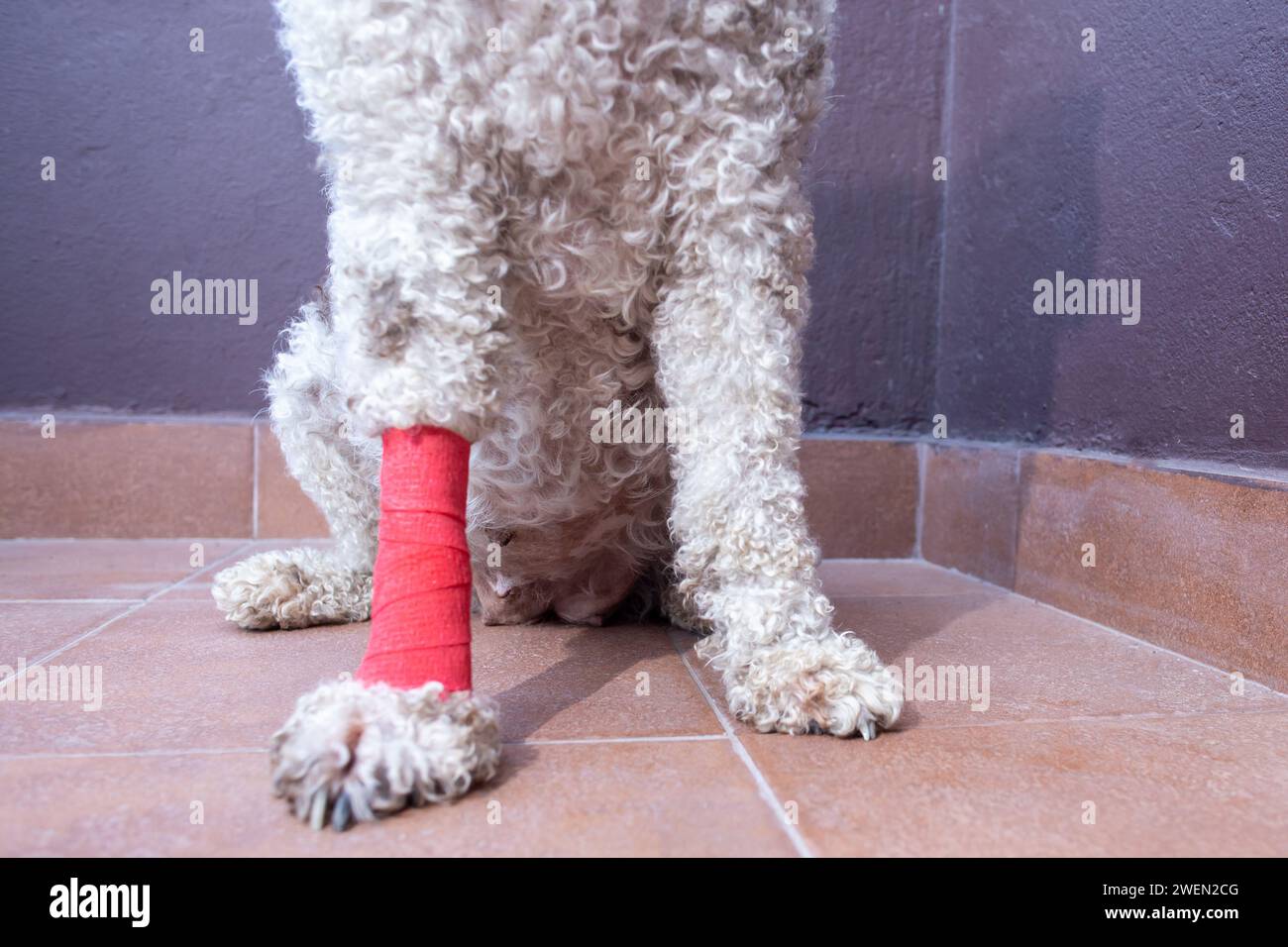 closeup of injured dog with bandaged leg Stock Photo - Alamy