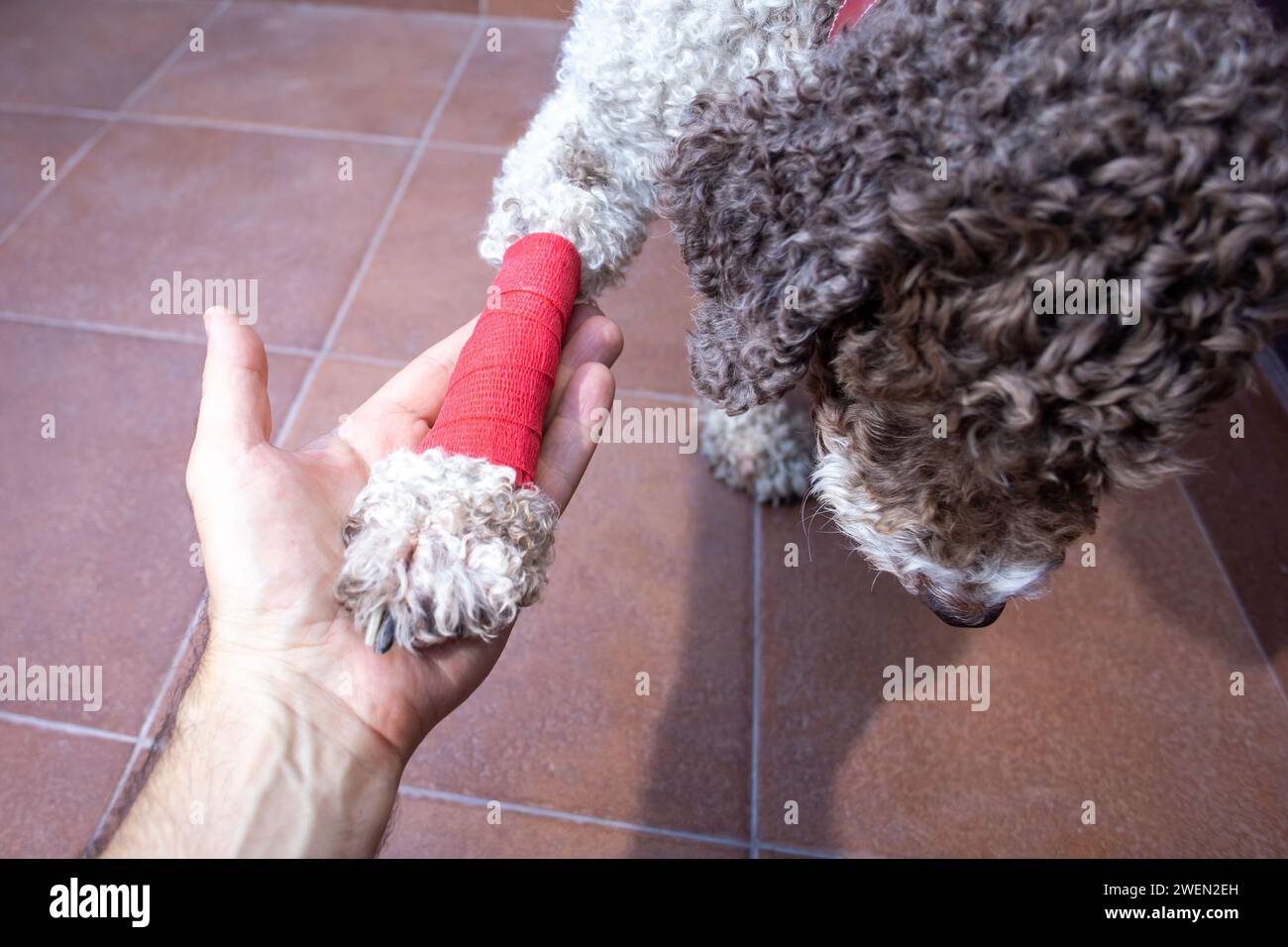 Dog with bandaged paw hi-res stock photography and images - Alamy