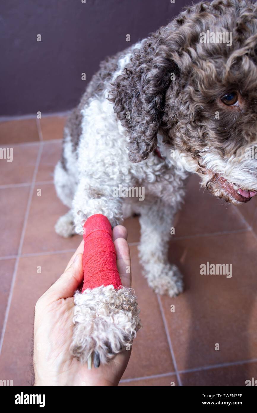 injured dog with bandaged leg putting paw in human palm Stock Photo - Alamy