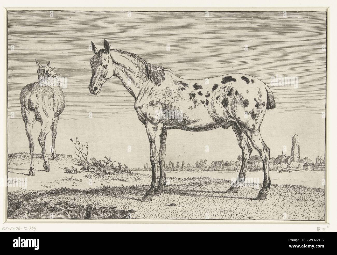 The docked horse, Paulus Potter, 1652 print A spotted horse with a ...