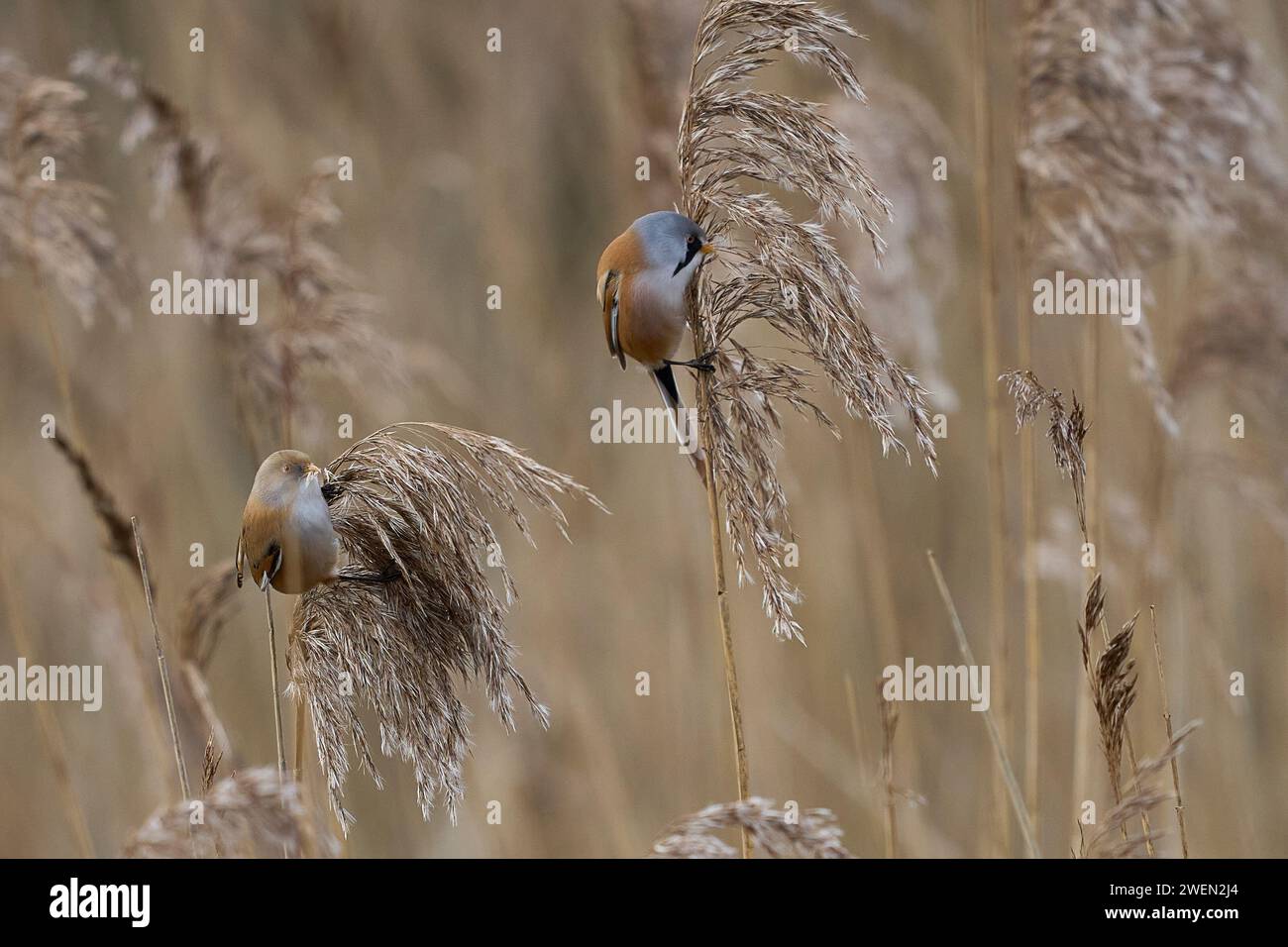 Pair of Bearded Tit (Panurus biarmicus) feeding on seeds in a reedbed ...