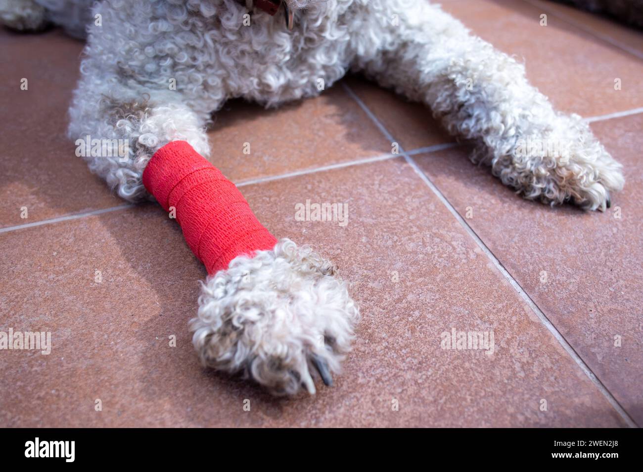 Bandaged leg hi-res stock photography and images - Alamy