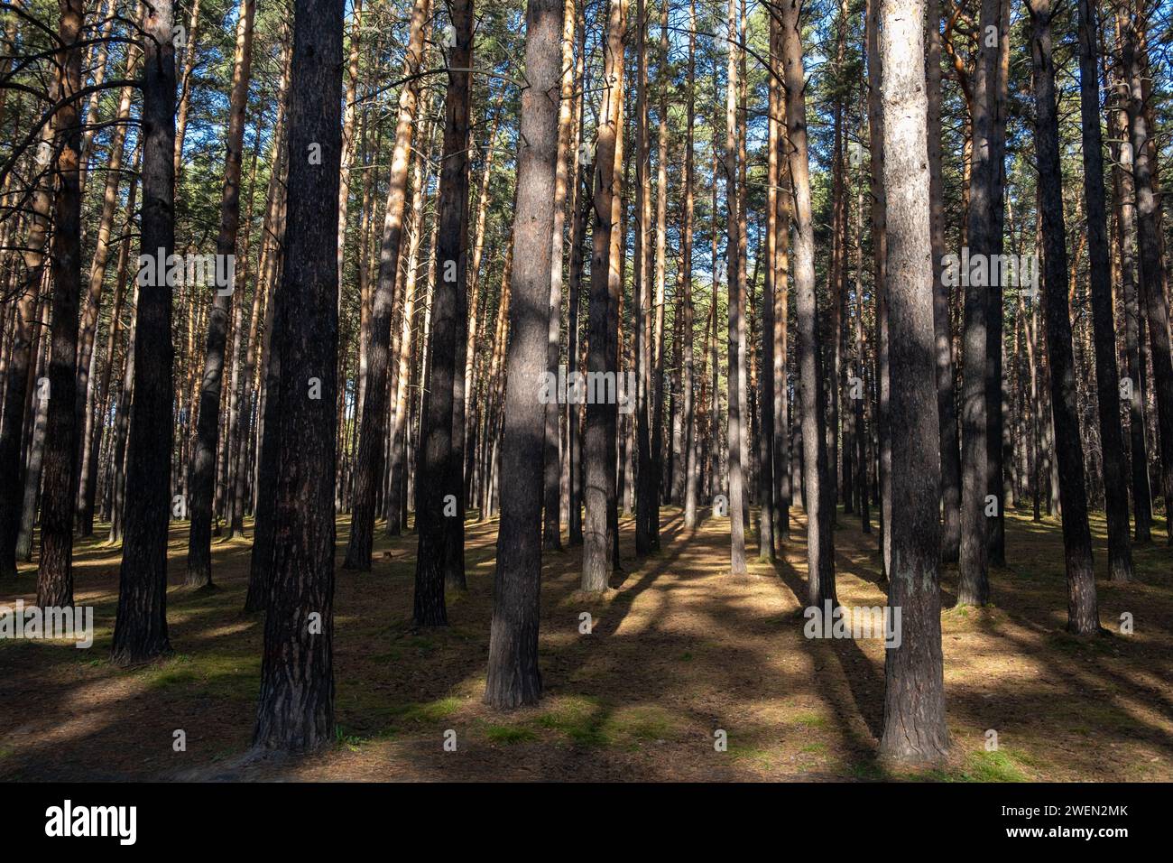 Forest background of pine trees. Spruce forest. Many vertical tree ...