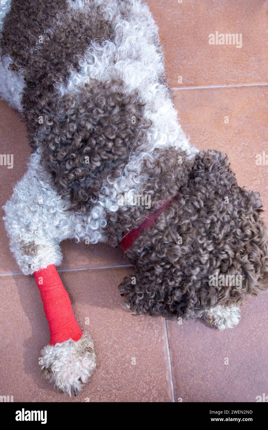 closeup of injured dog with bandaged leg Stock Photo - Alamy