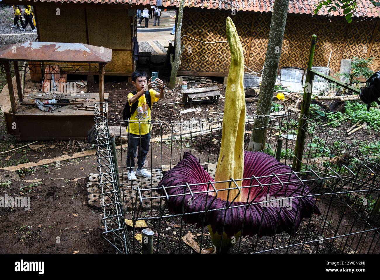 Bandung, West Java, Indonesia. 26th Jan, 2024. A child takes a photo of ...