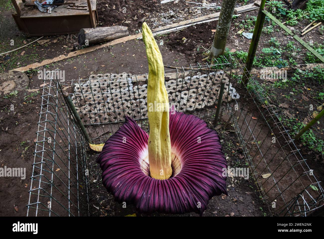 Bandung, West Java, Indonesia. 26th Jan, 2024. The giant corpse flower ...