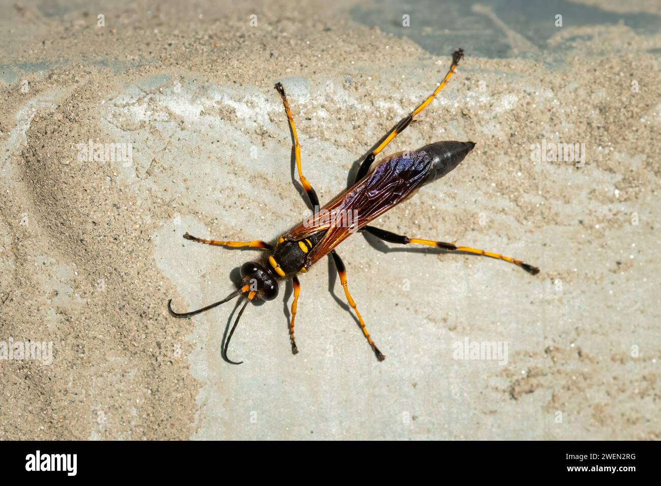 Closeup of a big mud dauber wasp (Sceliphron caementarium), sunny day ...