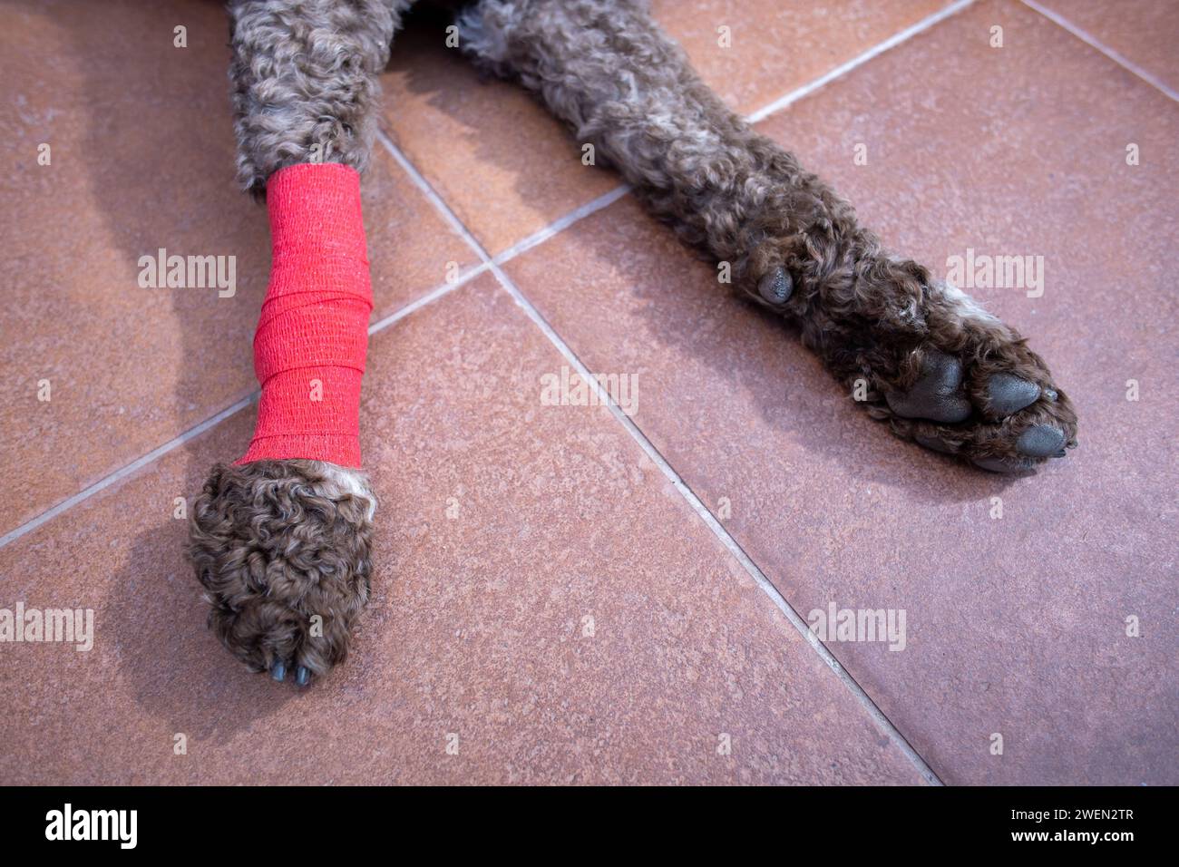 closeup of injured dog with bandaged leg Stock Photo - Alamy