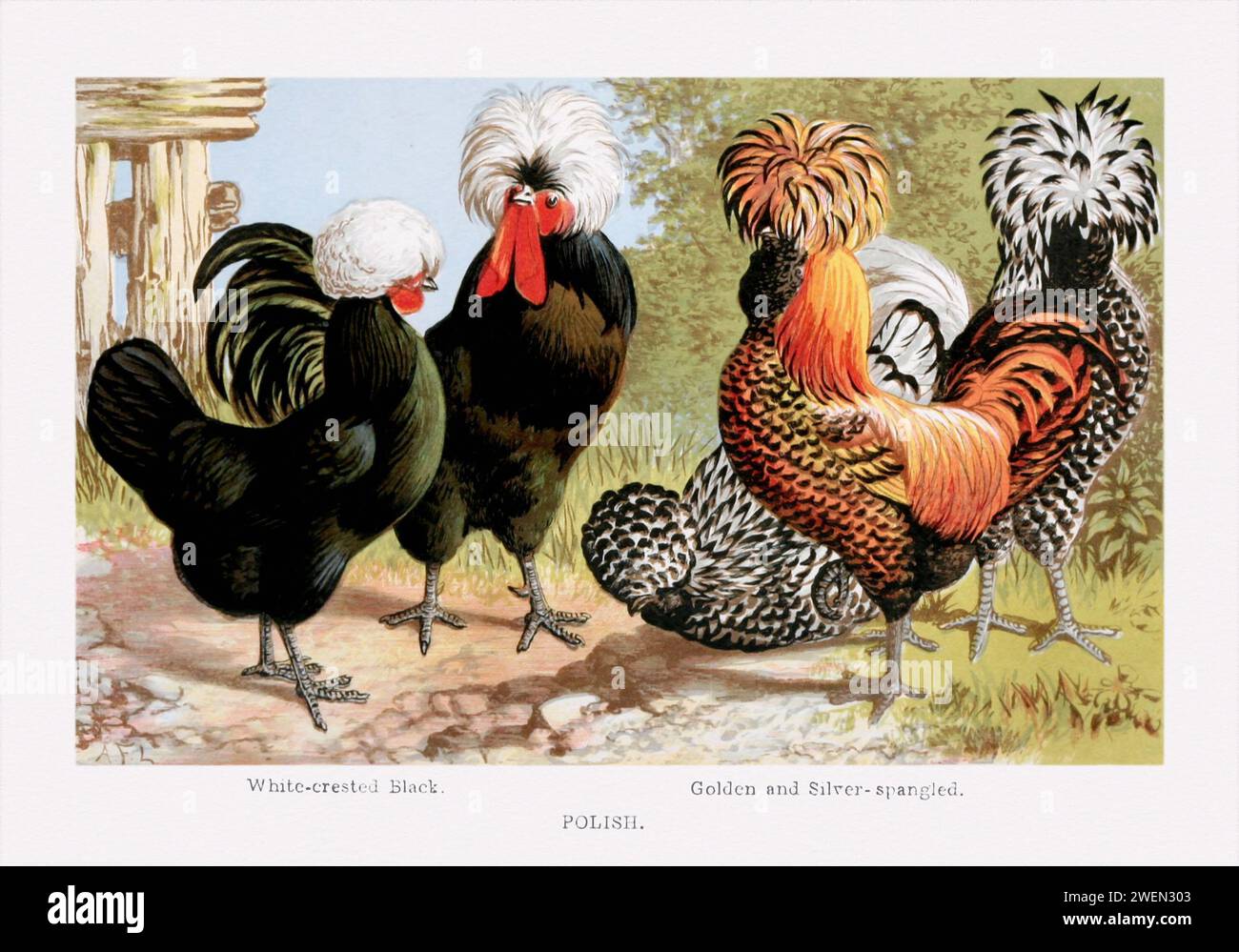 Vintage illustration of poultry breeds, featuring roosters and hens. Ca ...