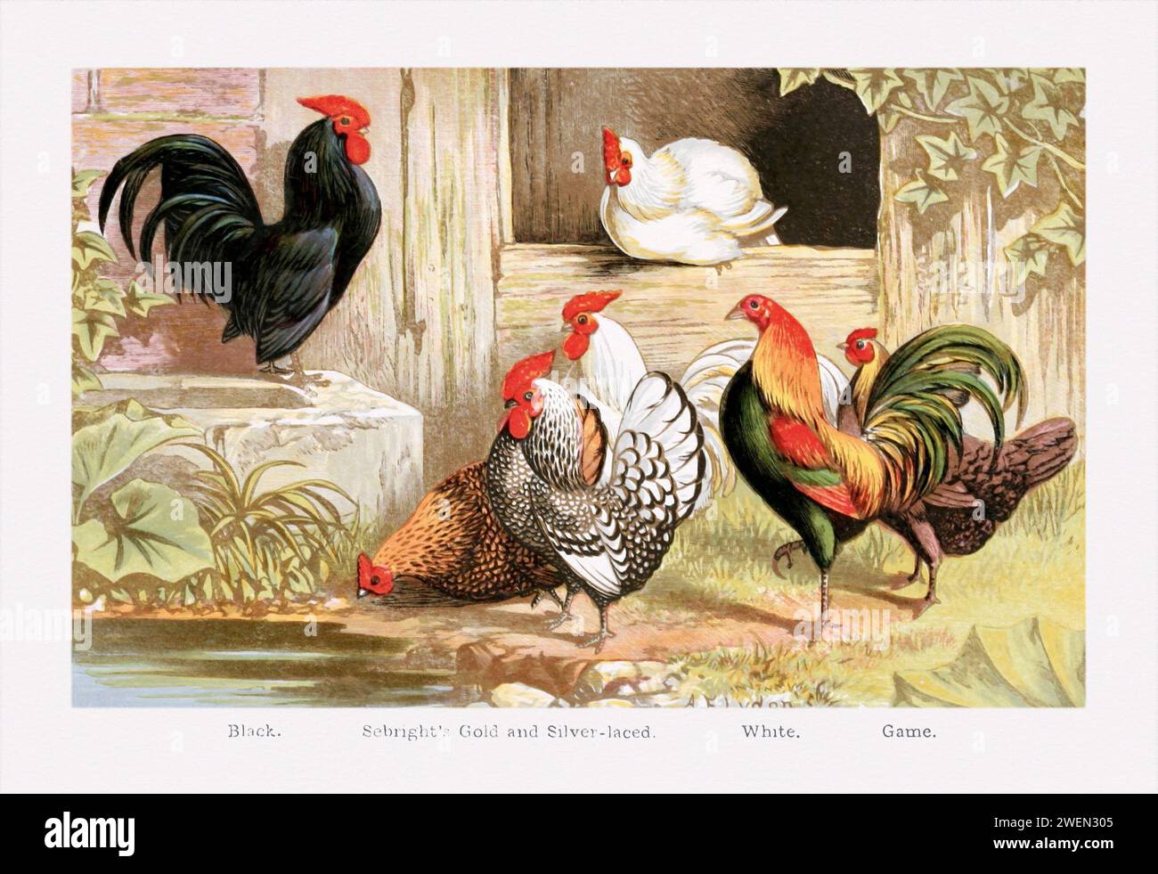Vintage illustration of poultry breeds, featuring roosters and hens. Ca ...