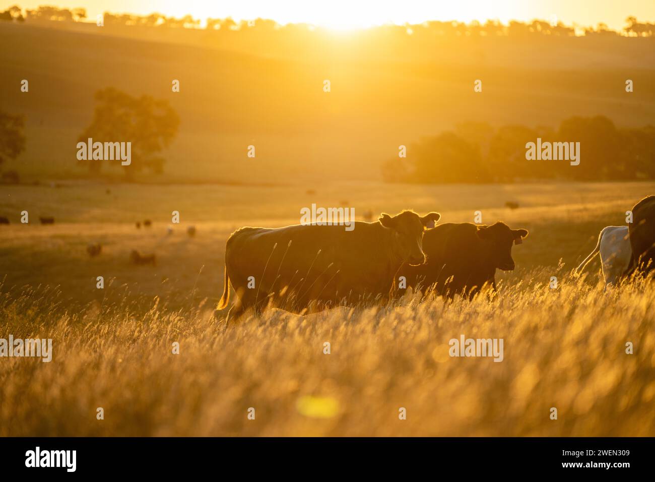 Stud Angus cows in a field free range beef cattle on a farm. Portrait ...