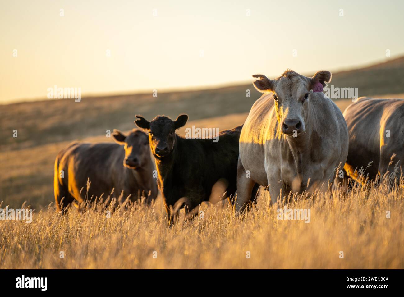 Regenerative Stud Angus, wagyu, Murray grey, Dairy and beef Cows and ...