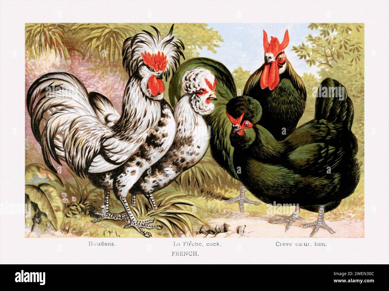 Vintage illustration of poultry breeds, featuring roosters and hens. Ca ...