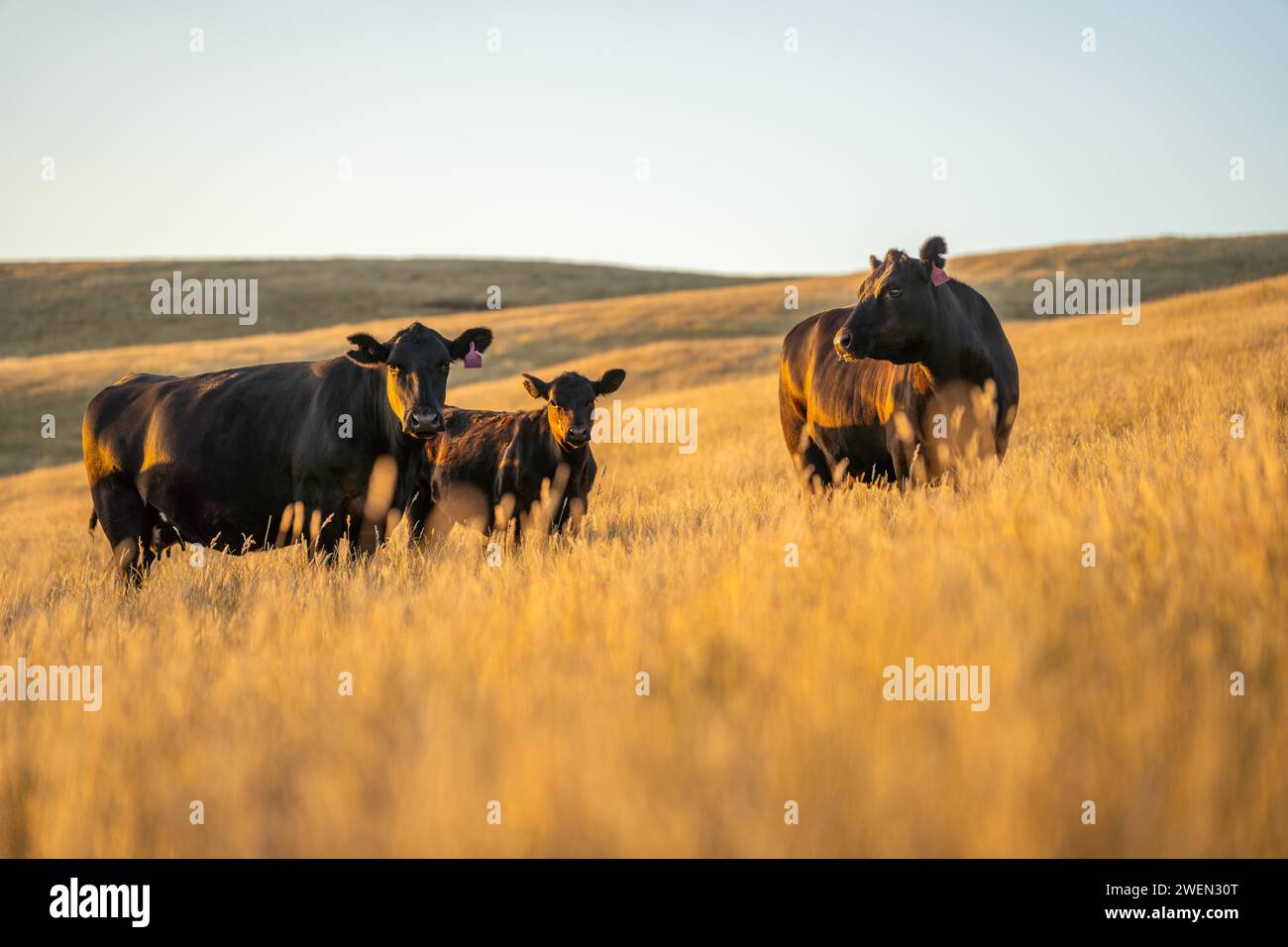 holistic farming of Angus, wagyu, and Murray Grey Cows eating long ...