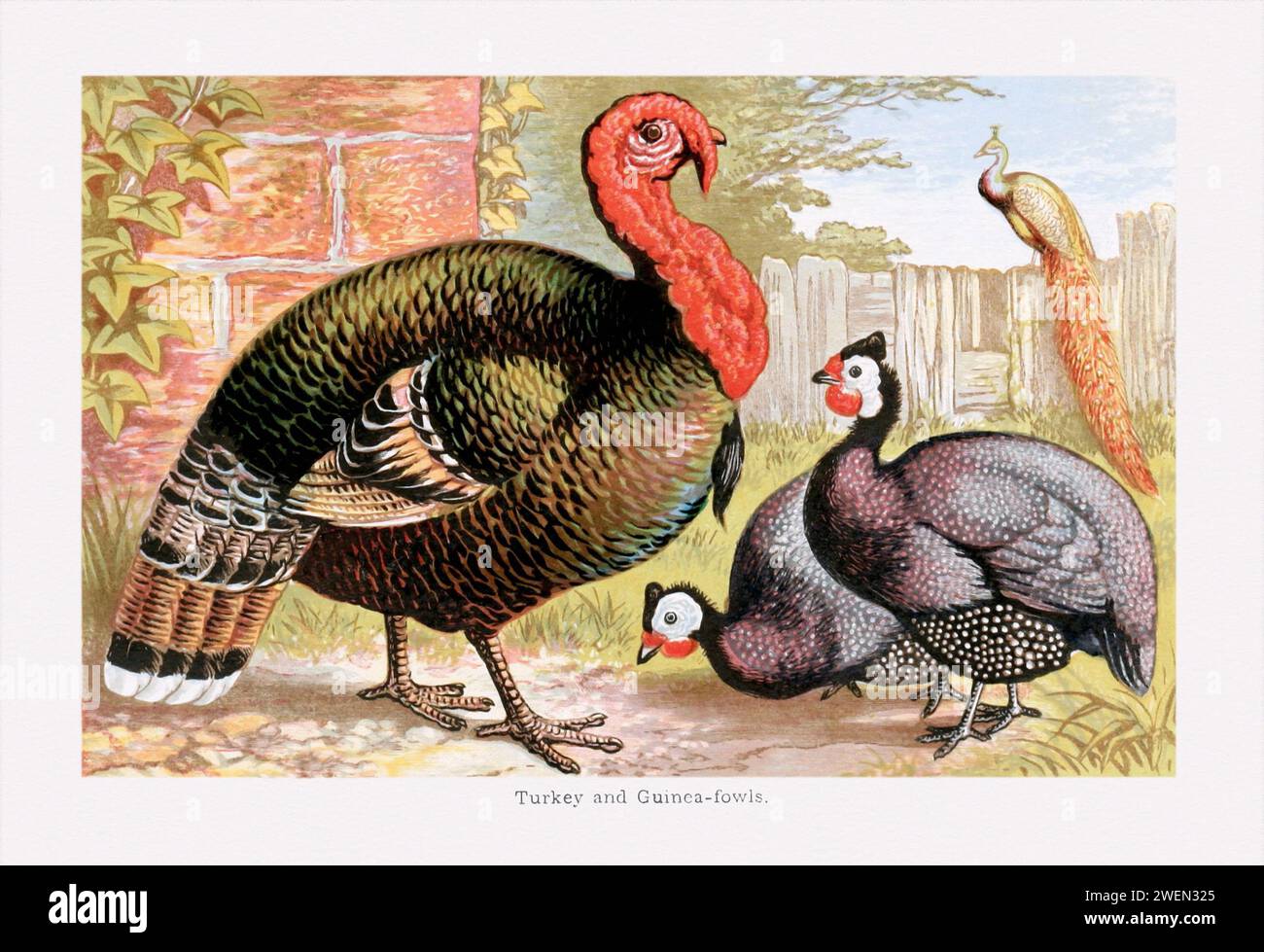 Vintage illustration showcasing turkey breeds. Ca. 1870 Stock Photo - Alamy