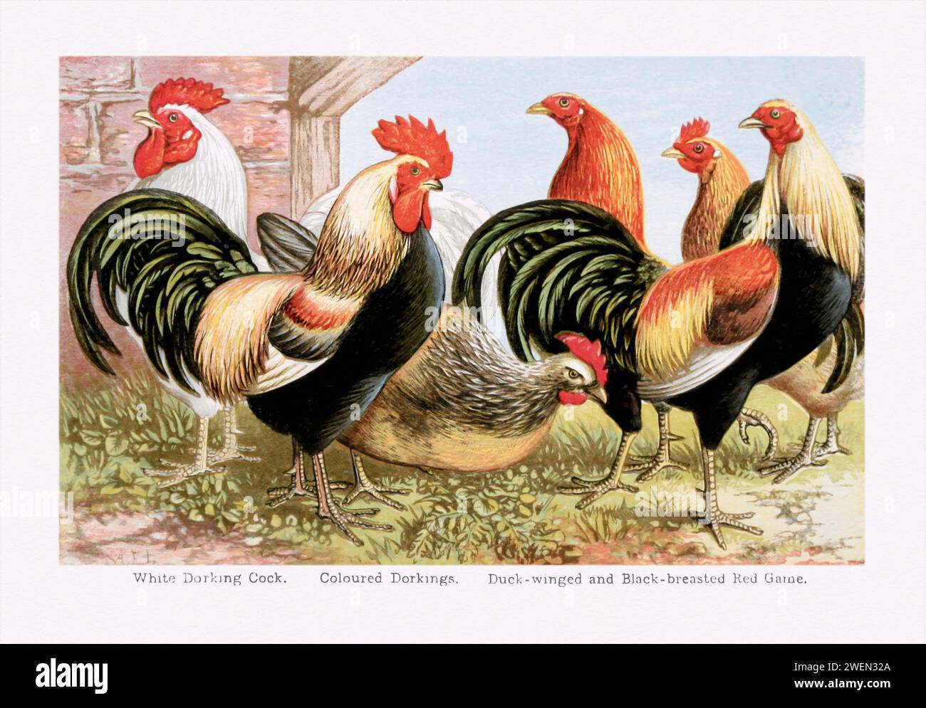 Vintage illustration of poultry breeds, featuring roosters and hens. Ca ...