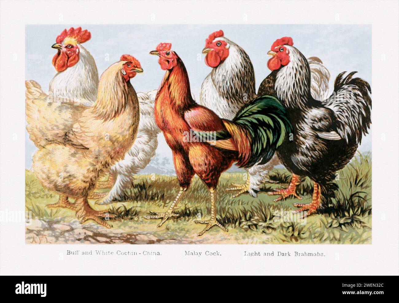 Vintage illustration of poultry breeds, featuring roosters and hens. Ca ...