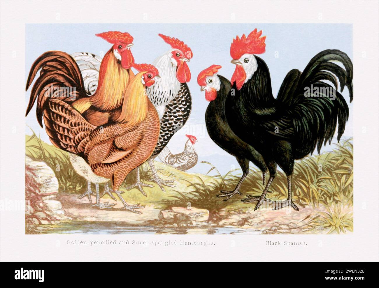 Chicken illustration hi-res stock photography and images - Alamy