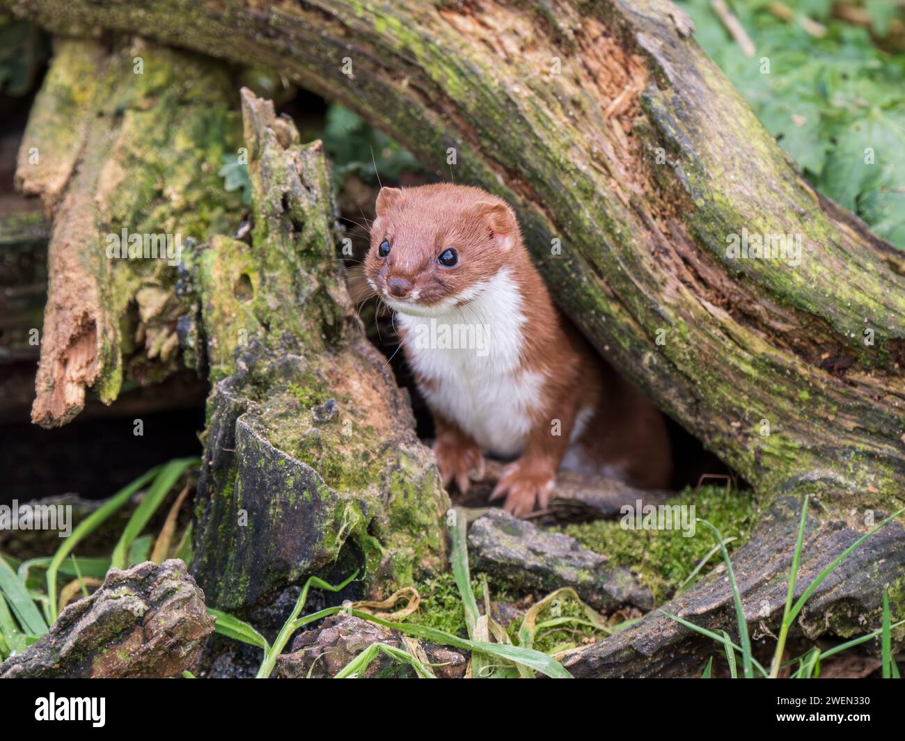 Juvenile Weasel Looking Out a Hole Stock Photo - Alamy