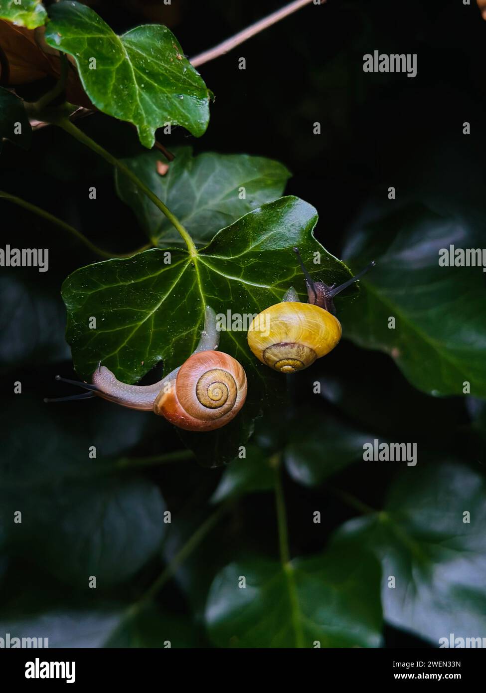 A close-up of snails slowly making their way toward a leaf Stock Photo ...