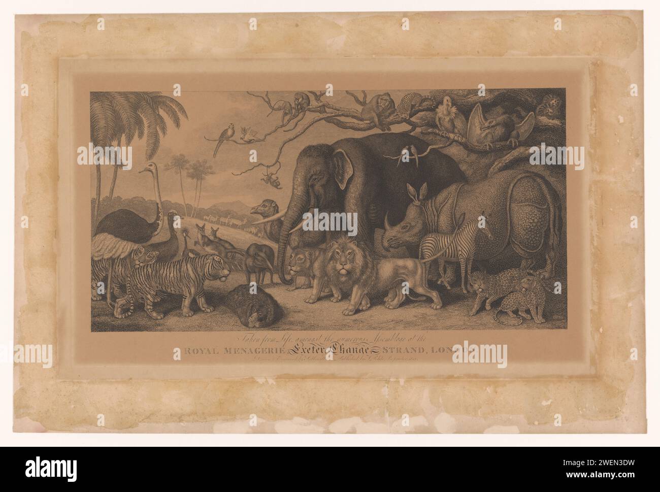 Exotic animals from the Royal Menagerie on the Strand, London, Samuel ...