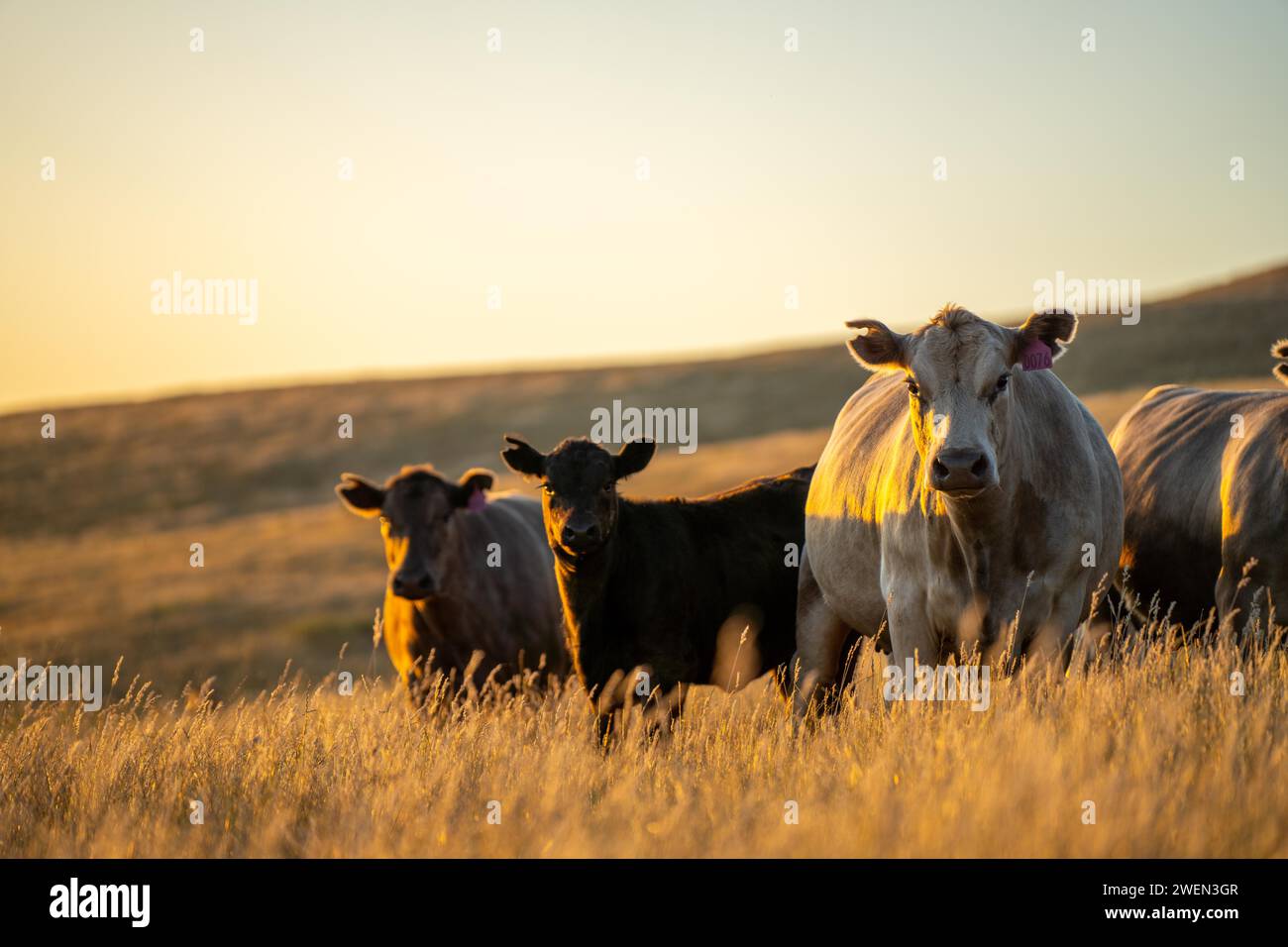 Stud Angus cows in a field free range beef cattle on a farm. Portrait ...