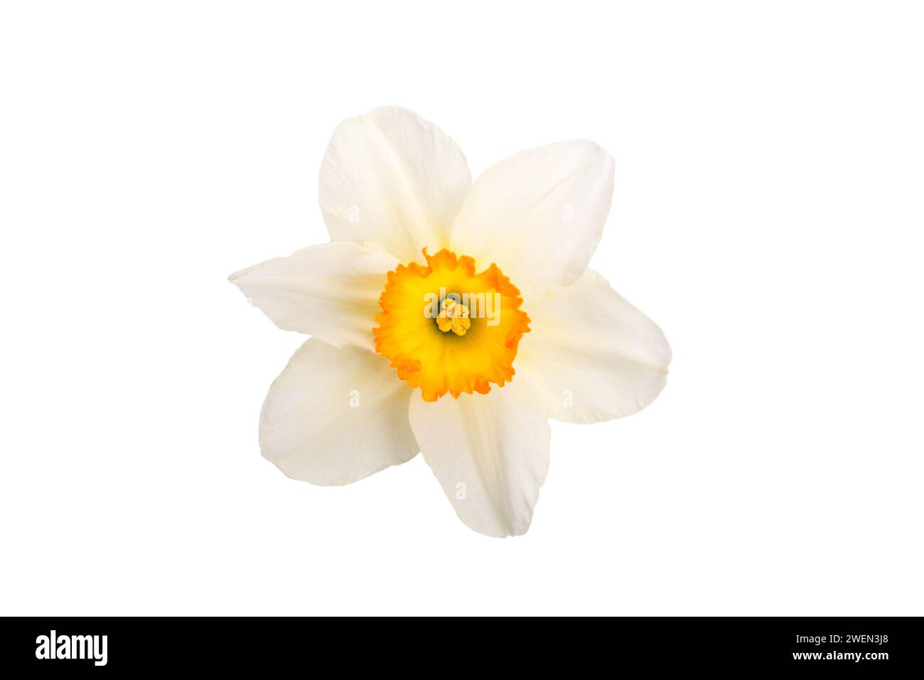 Flower of a daffodil with a yellow center isolated on a white ...