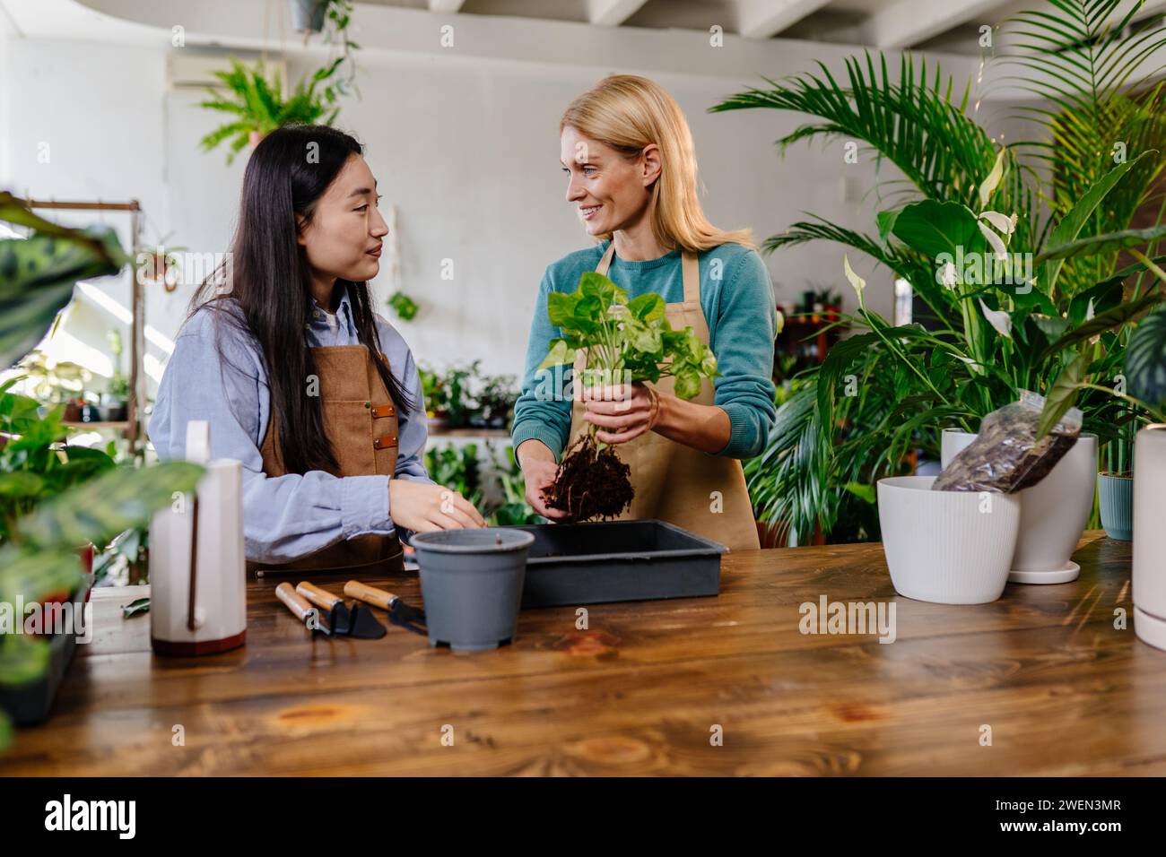 Transplanting process hi-res stock photography and images - Alamy