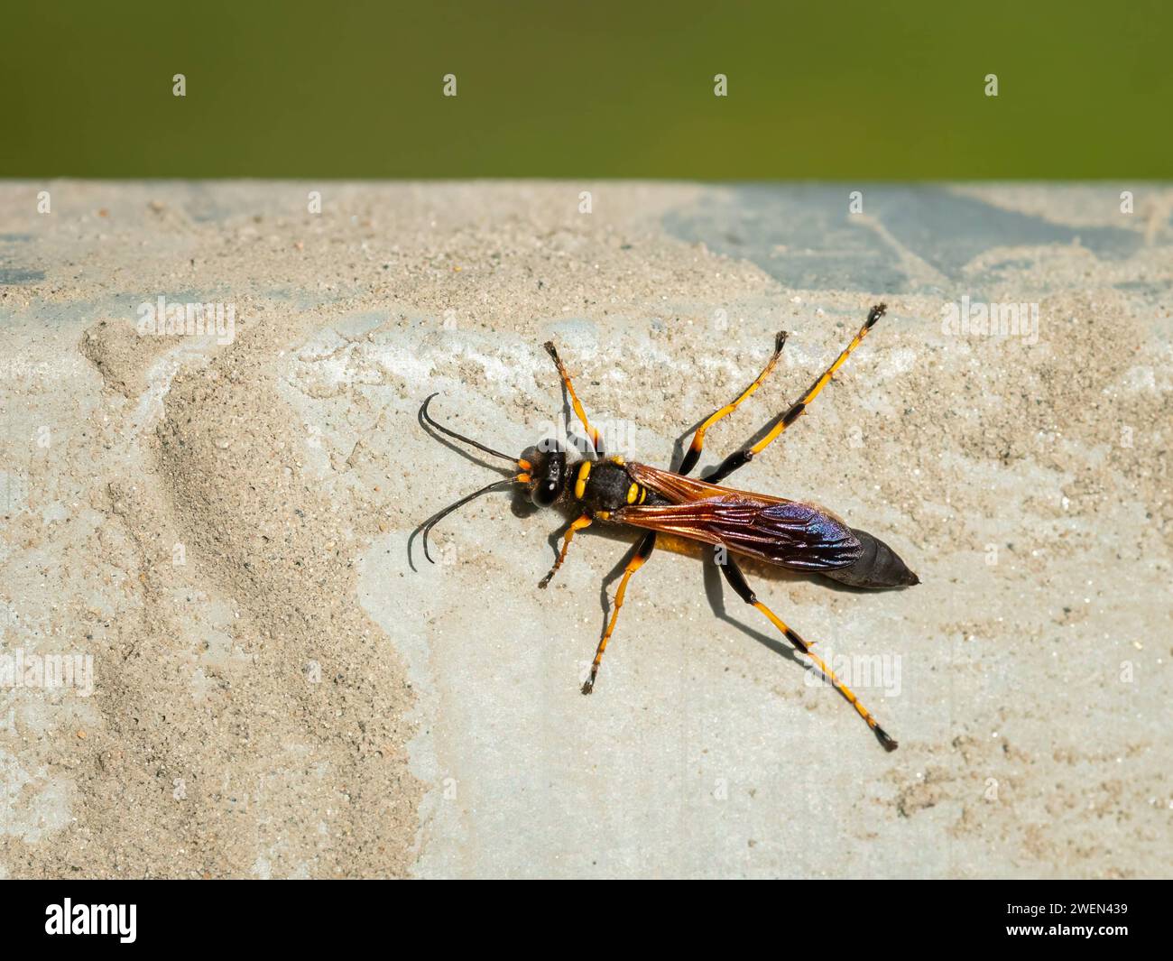 Closeup of a big mud dauber wasp Sceliphron caementarium, sunny day in ...