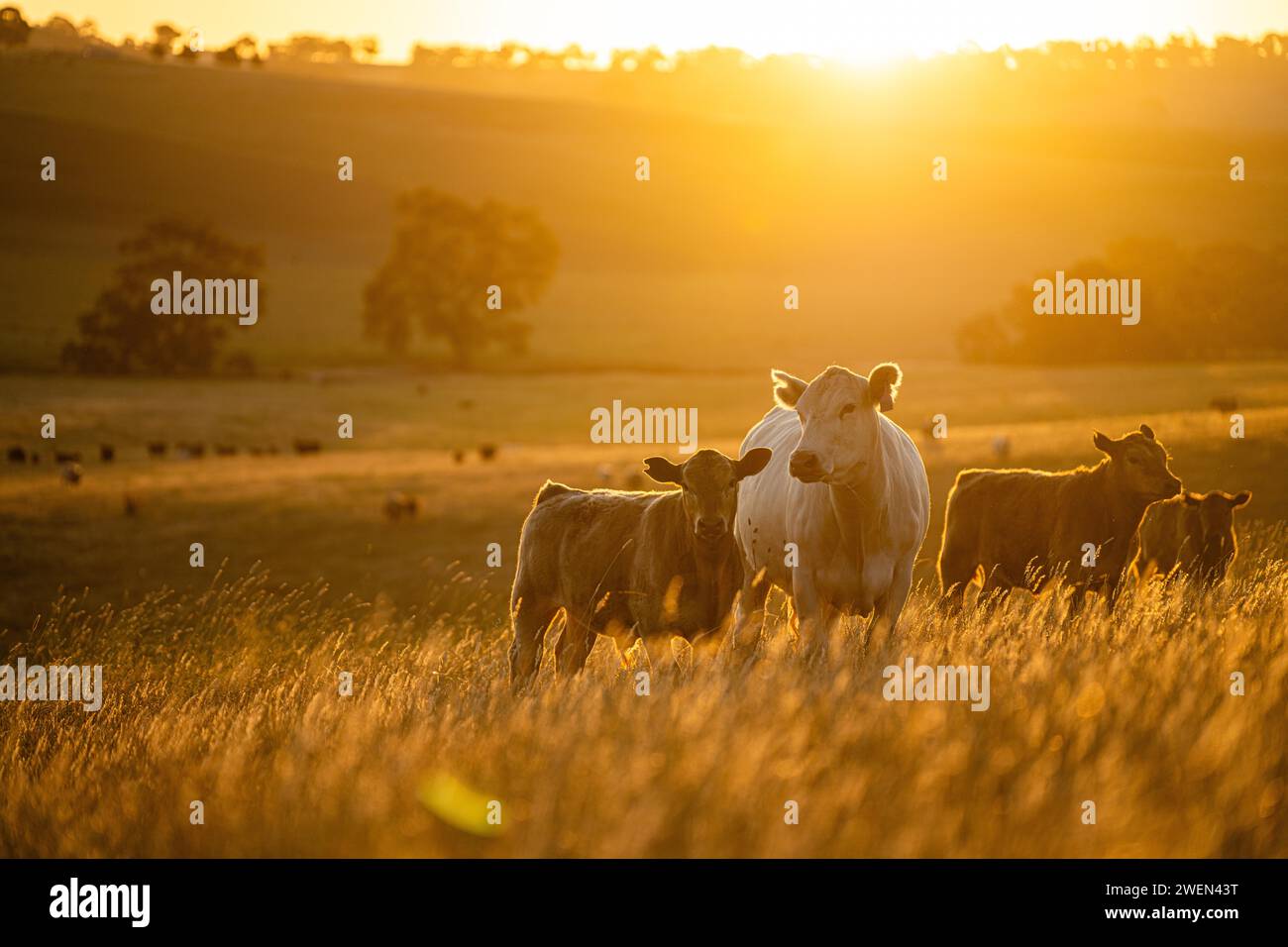 Stud Angus cows in a field free range beef cattle on a farm. Portrait ...