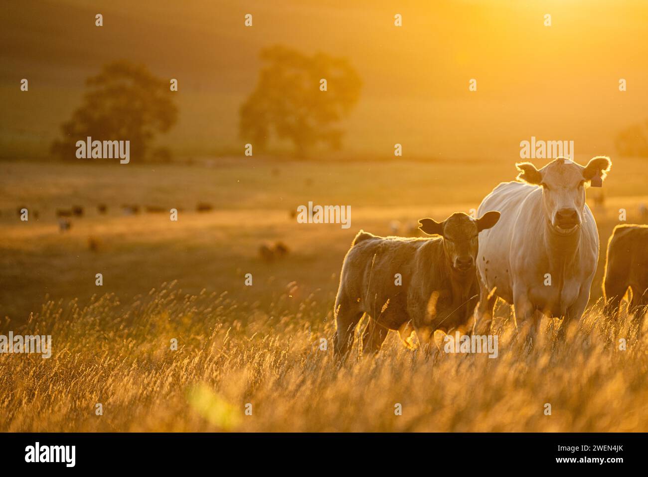 beautiful cows on a farm, beef cattle production in a hot summer, Stud ...