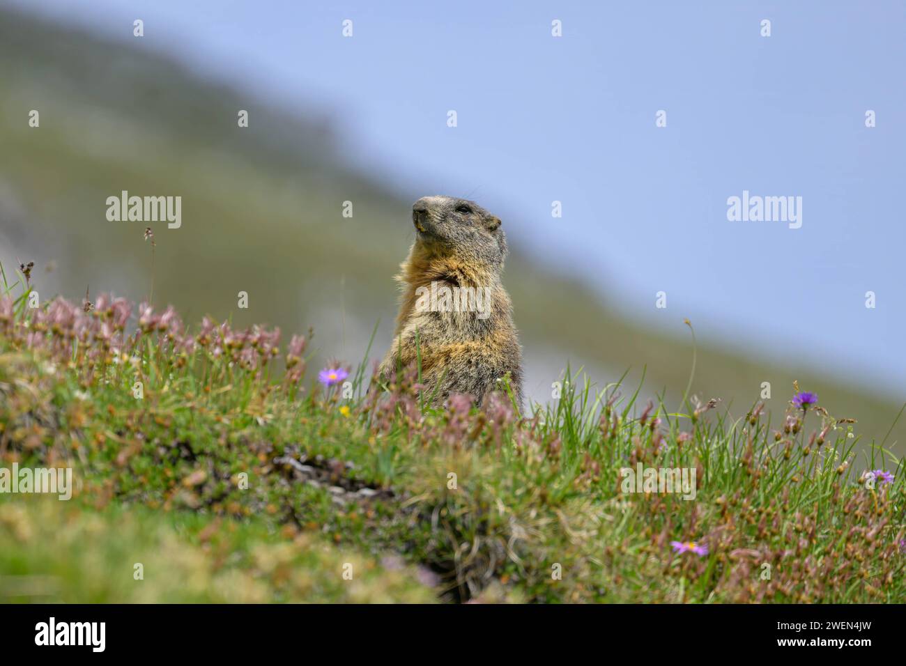 An alpine marmot in a meadow on a sunny day in summer in South Tyrol ...