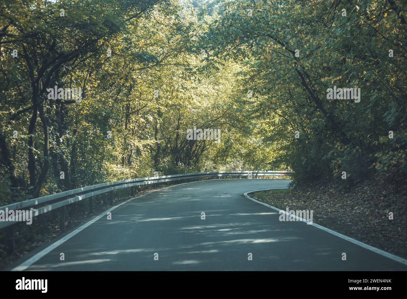 Tree covered road hi-res stock photography and images - Alamy