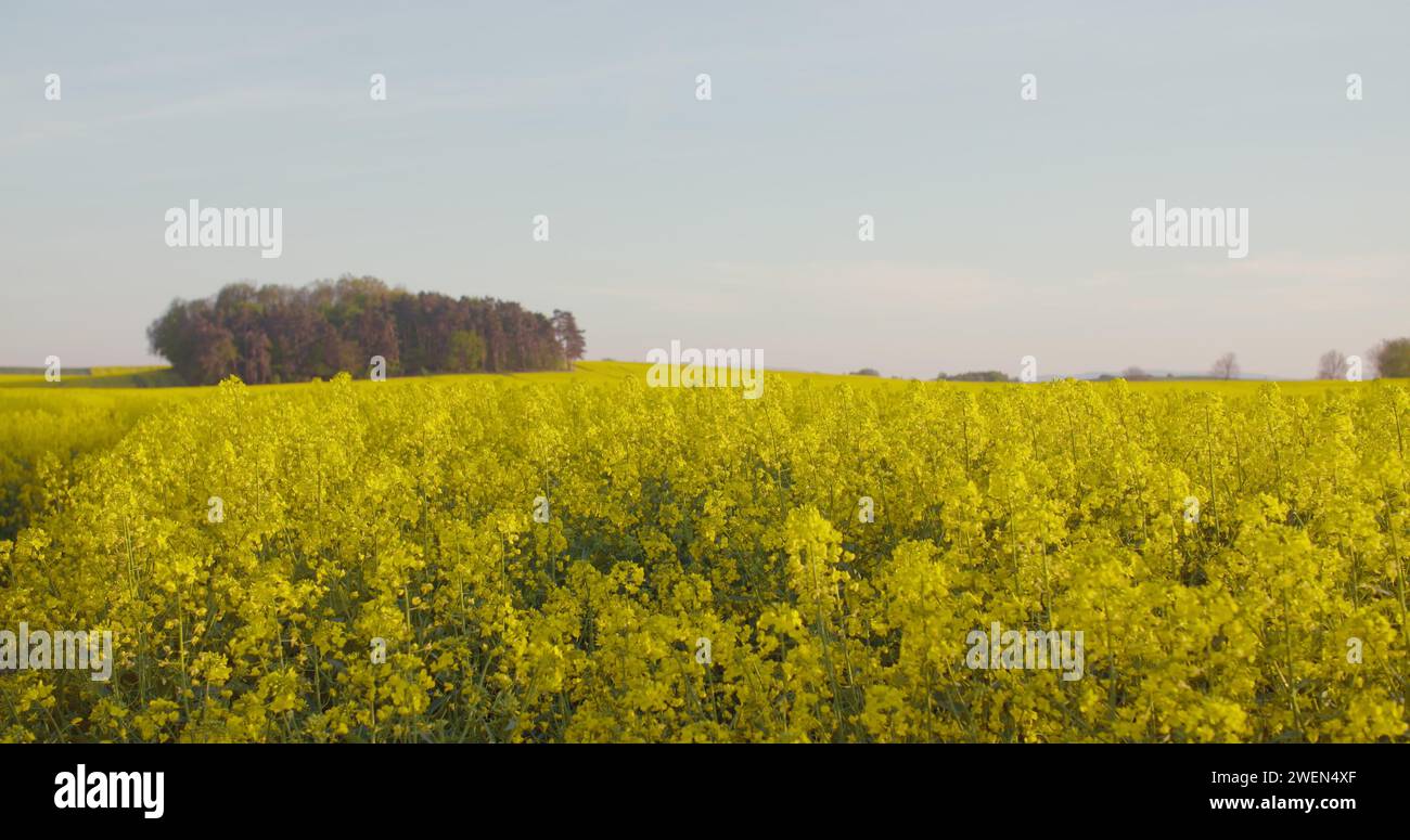 Full color canola flowers hi-res stock photography and images - Alamy