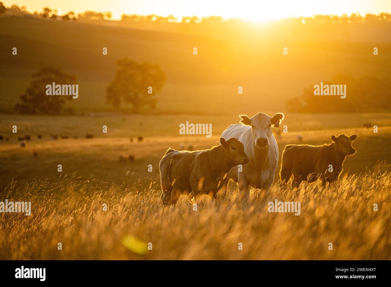 holistic farming of Angus, wagyu, and Murray Grey Cows eating long ...