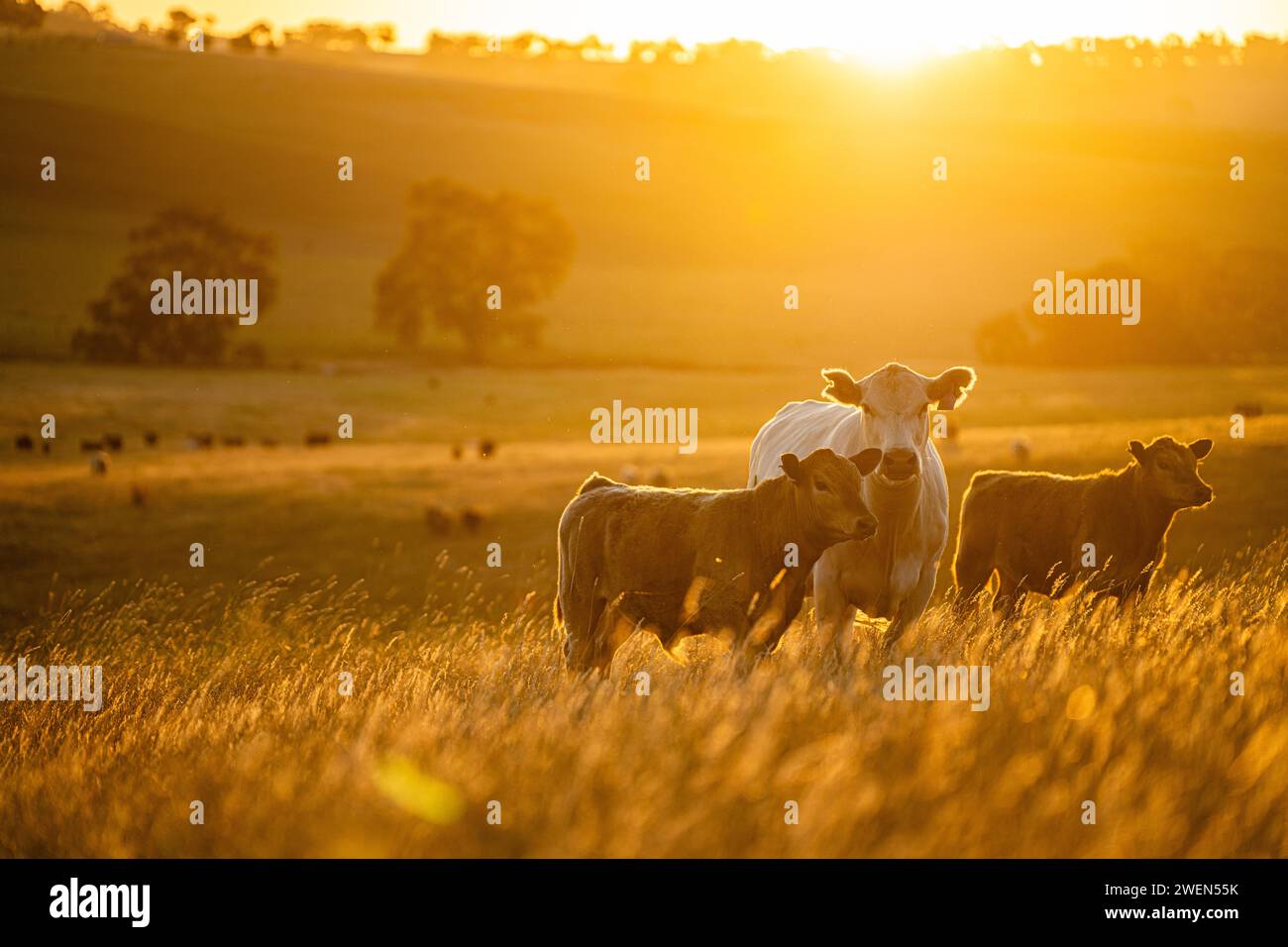 Stud Angus cows in a field free range beef cattle on a farm. Portrait ...