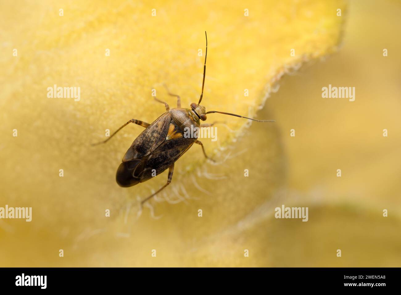 European tarnished plant bug - Lygus rugulipennis Stock Photo - Alamy