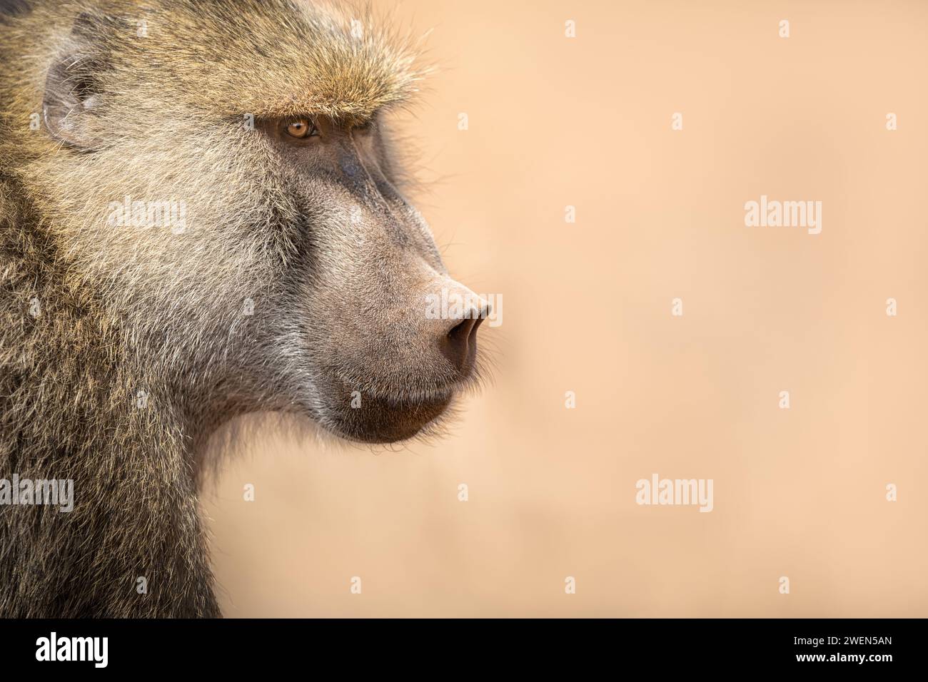 Side view of yellow baboon hi-res stock photography and images - Alamy