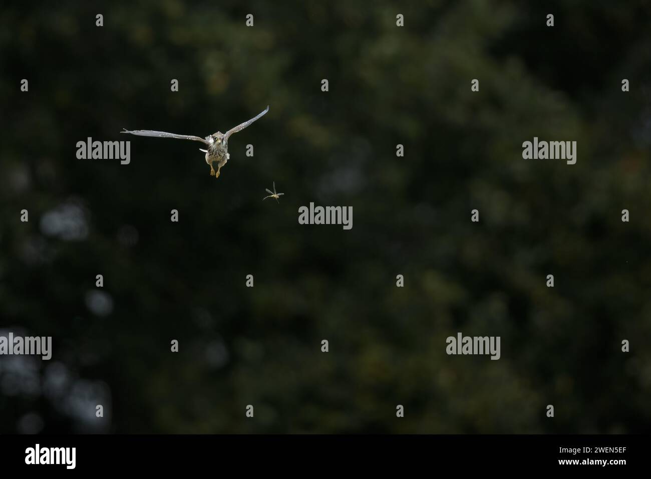 Falcon in habitat hi-res stock photography and images - Alamy
