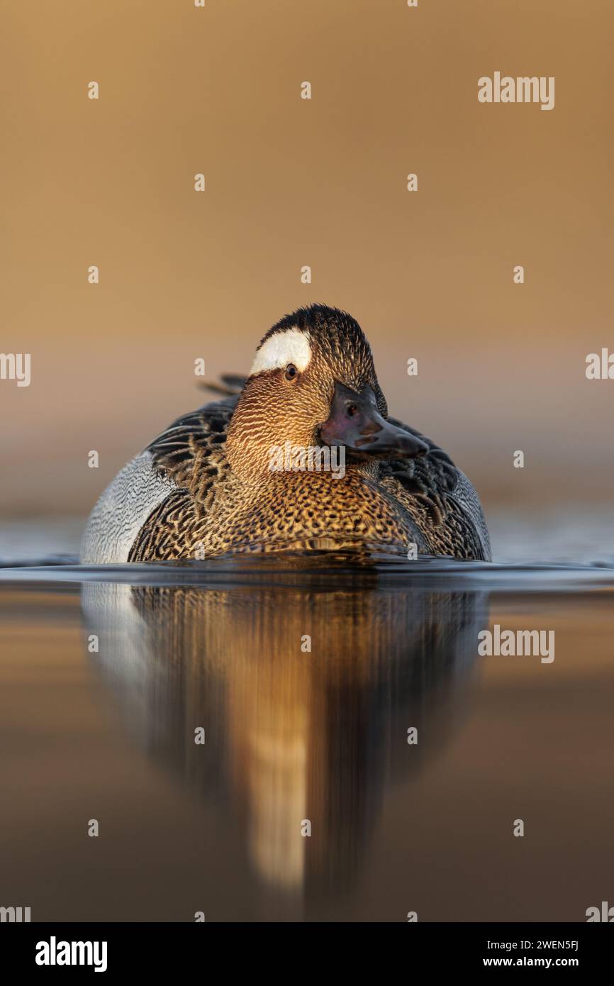 Garganey bird ( Spatula querquedula ) in the first light, goldenhour ...