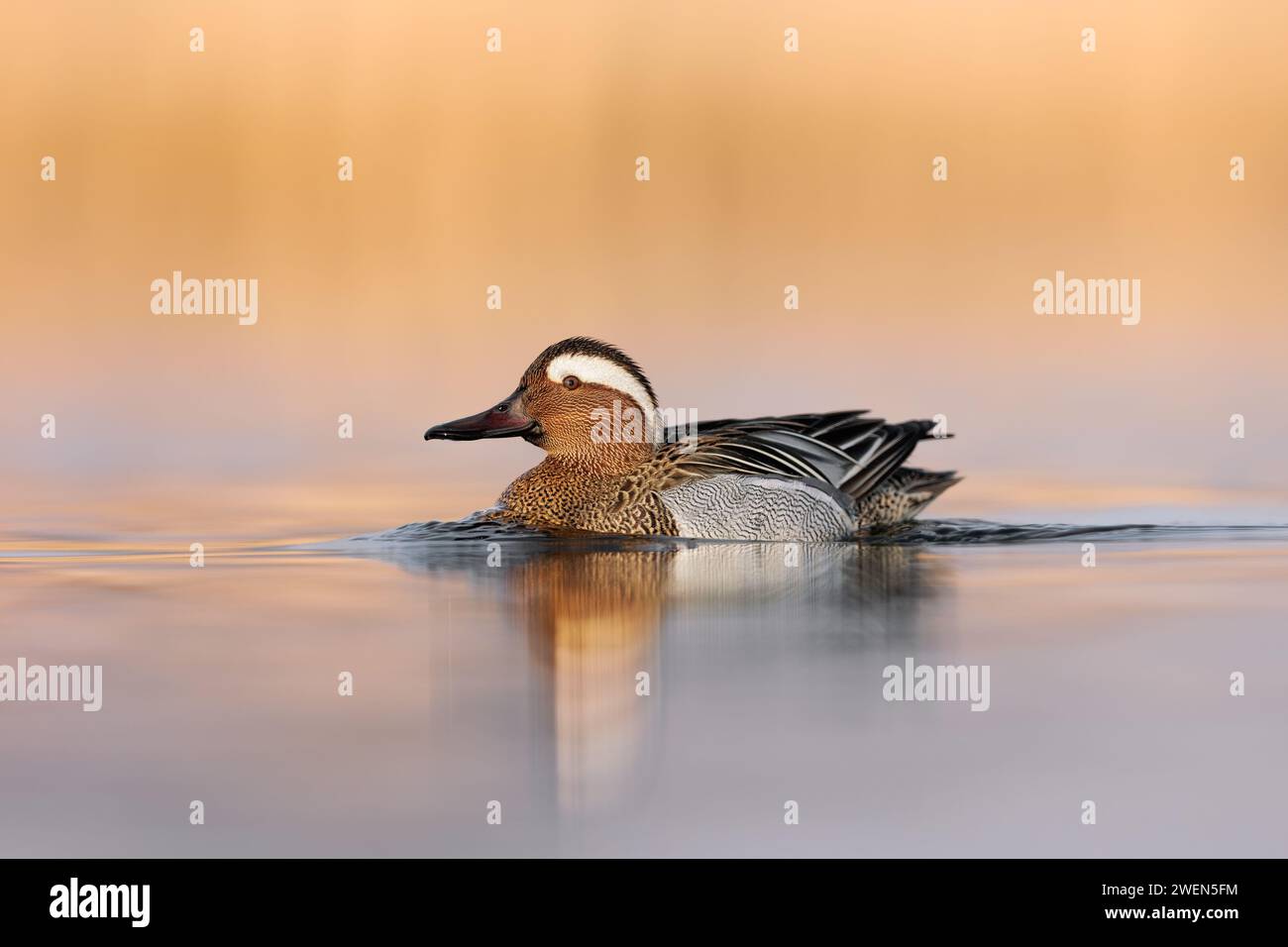 Garganey bird ( Spatula querquedula ) in the first light, goldenhour ...