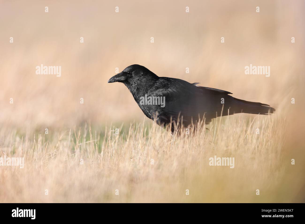 Carrion Crow (Corvus corone). Black bird in natural habitat. Smart ...