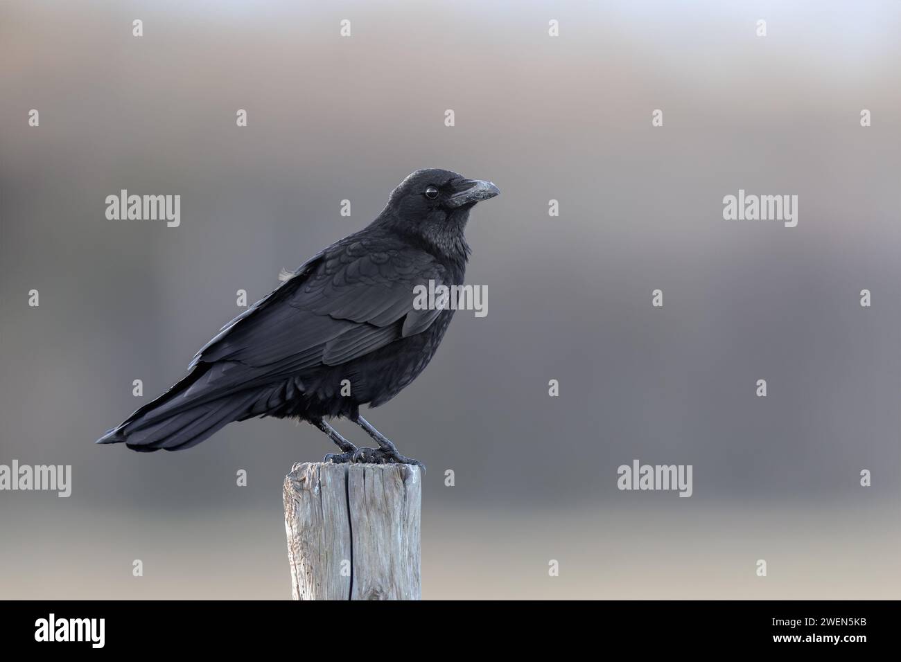 Carrion Crow (Corvus corone). Black bird in natural habitat. Smart ...